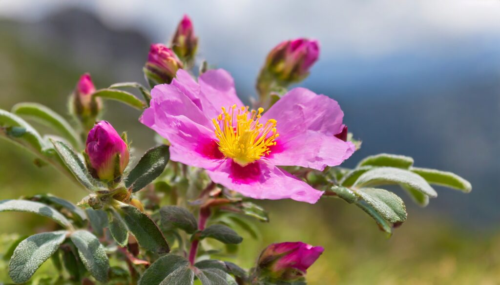 Uses of Cistus (Rockrose) in Perfumery, Aromatherapy & Skincare